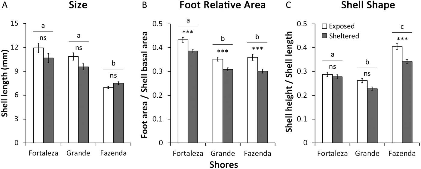 Small spatial scale effects of wave action exposure on morphological ...