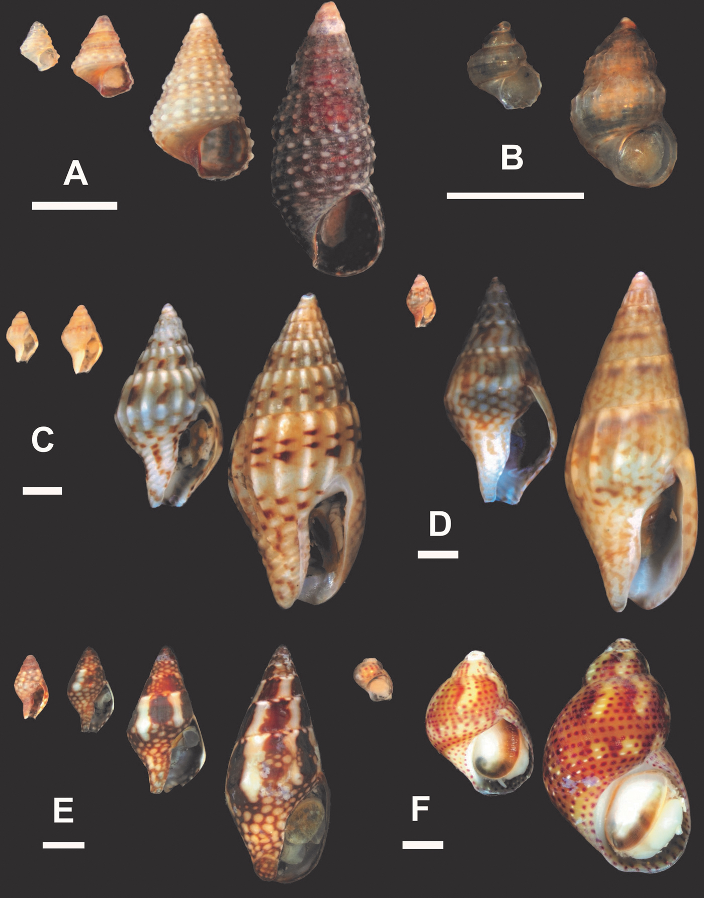 The highly diverse gastropod assemblages associated with Sargassum spp ...