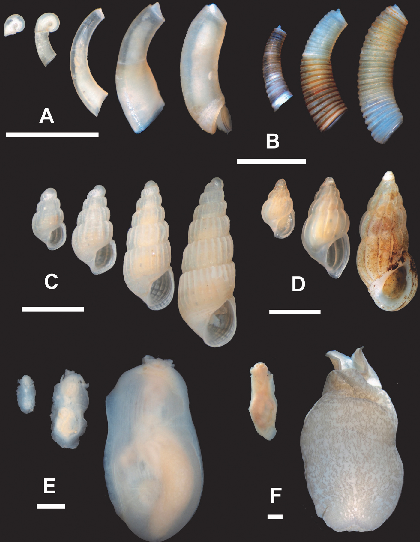 The highly diverse gastropod assemblages associated with Sargassum spp ...