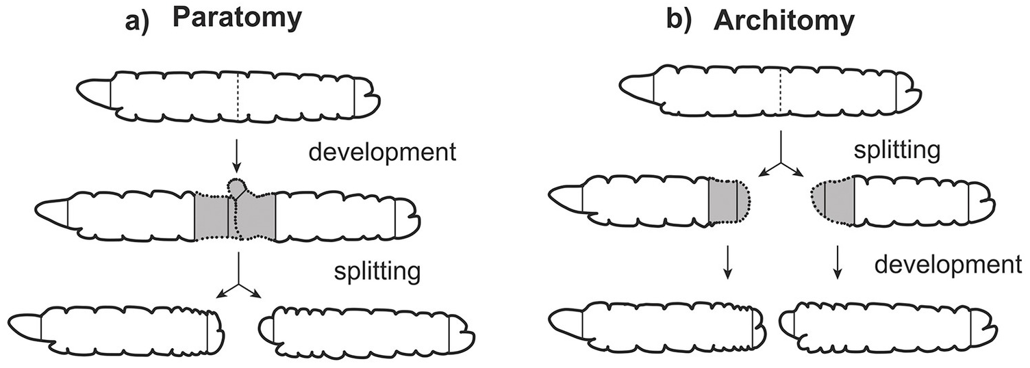 Agamogenesis Asexual Reproduction