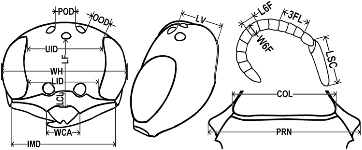 Two new species of Diodontus (Hymenoptera: Pemphredonidae) from the ...