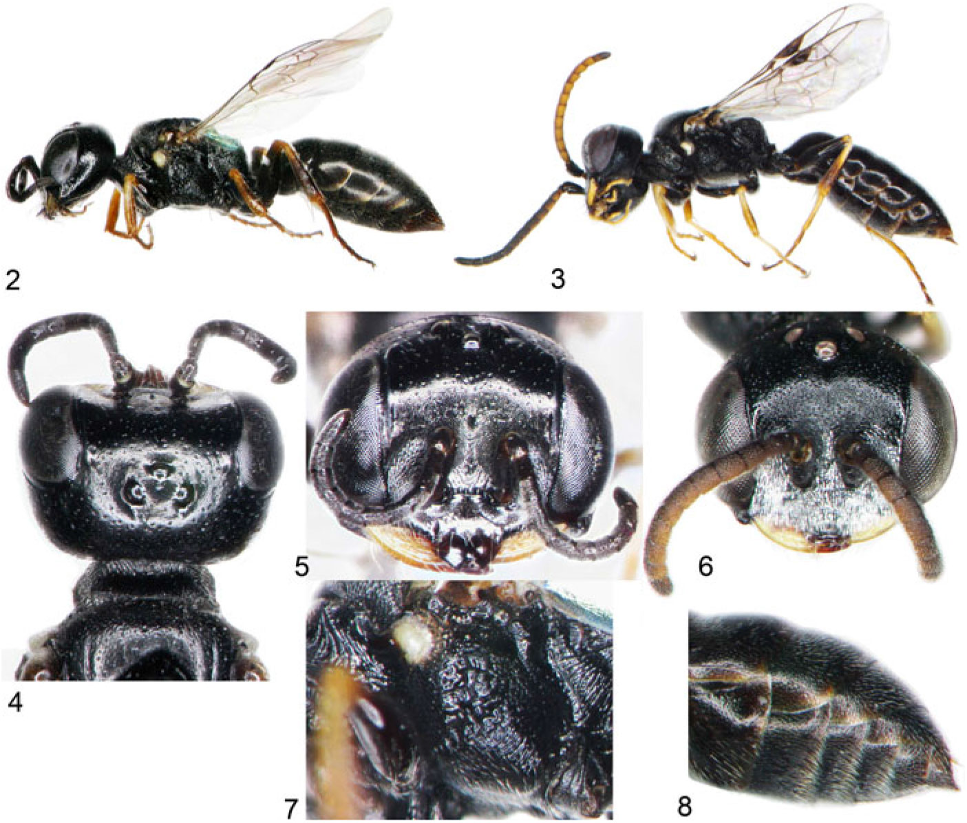 Two new species of Diodontus (Hymenoptera: Pemphredonidae) from the ...
