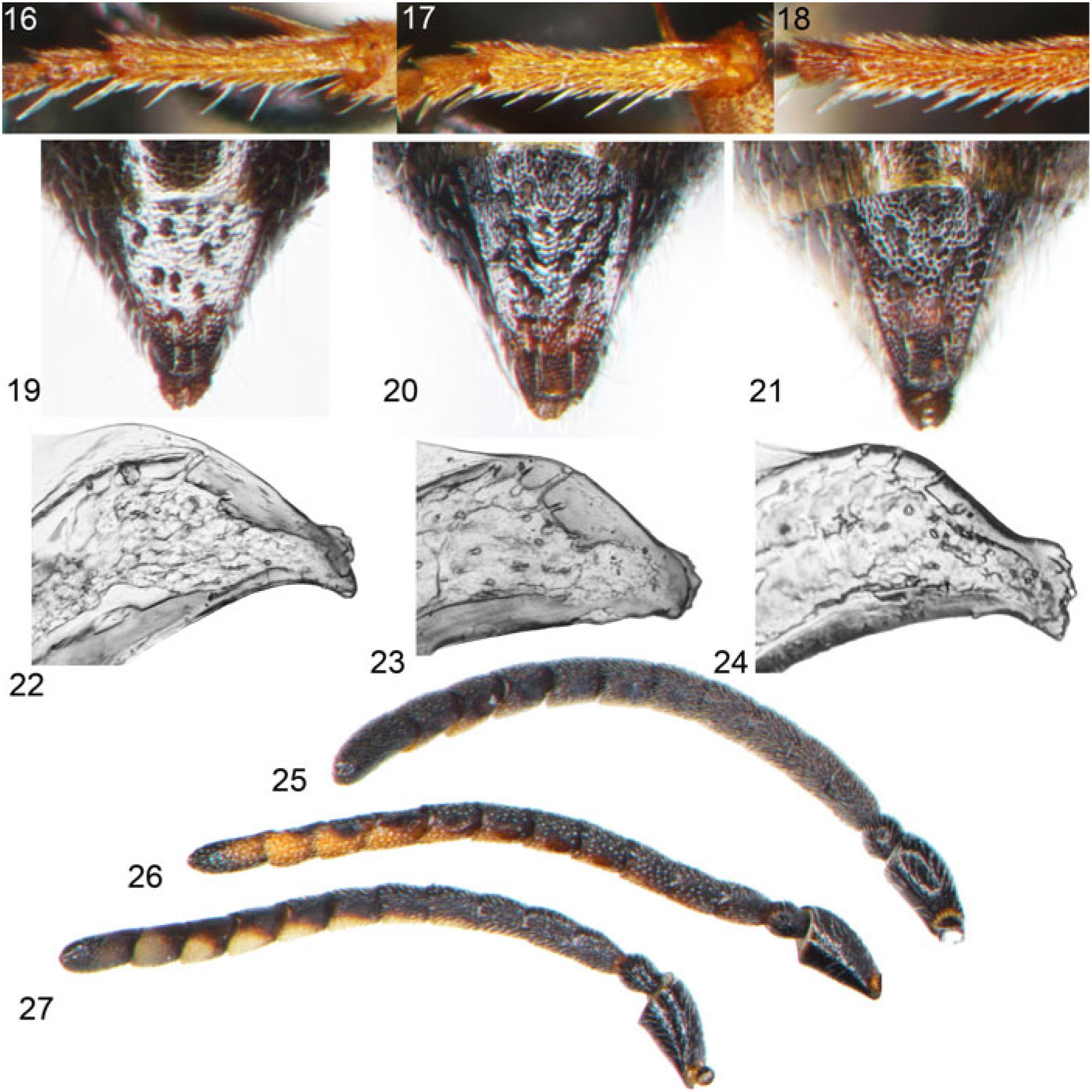 Two new species of Diodontus (Hymenoptera: Pemphredonidae) from the ...