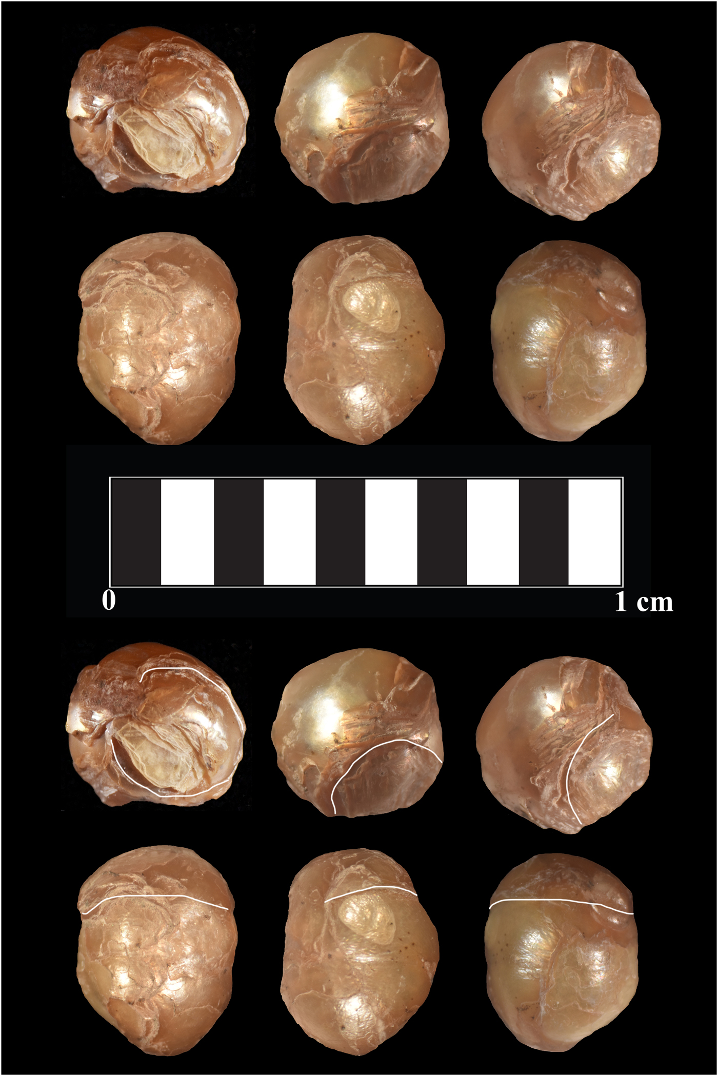 The Antiquity of Pearling in the Americas: Pearl Modification Beginning ...