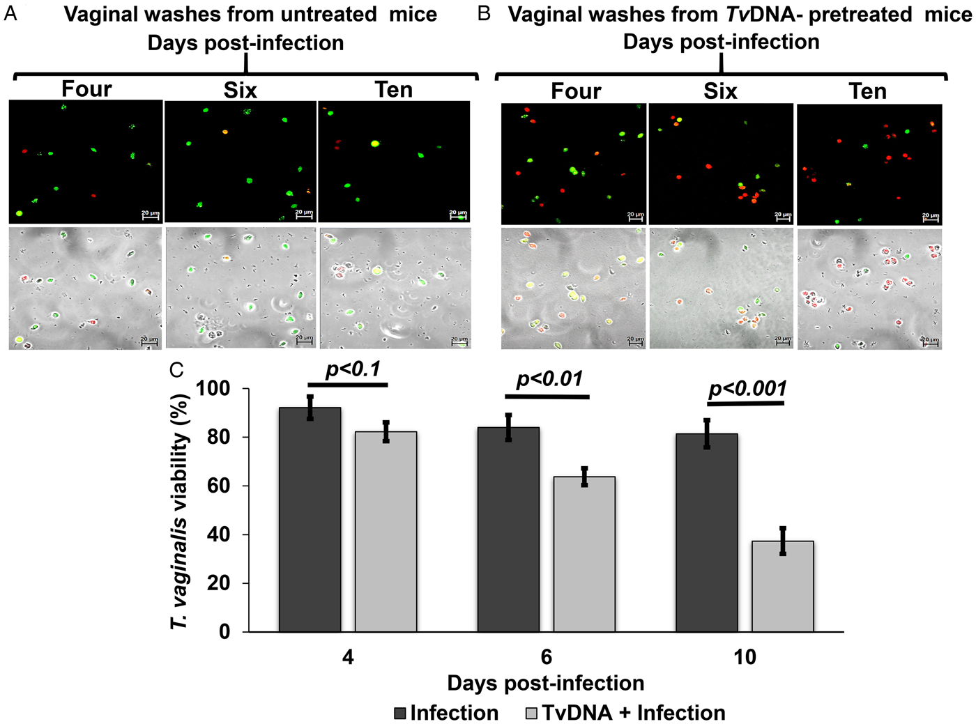 Reduced Trichomonas vaginalis viability in mice pretreated with ...