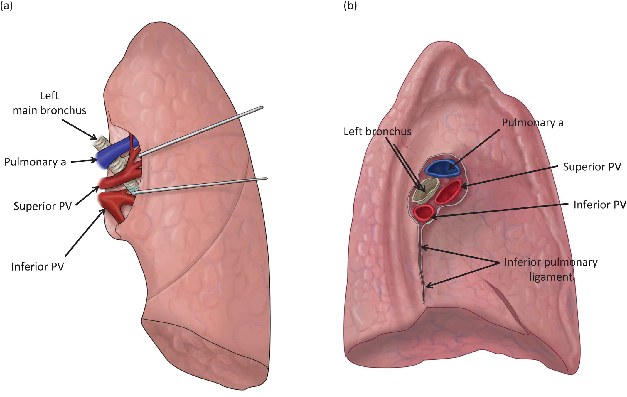 Hilum Of The Lung And Drainage Of The Lungs Diagram Quizlet 53 Off
