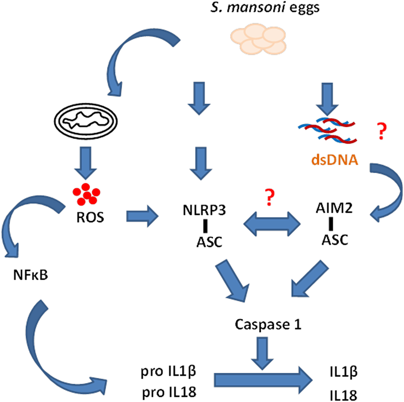 Activation of the NLRP3 and AIM2 inflammasomes in a mouse model of Schistosoma mansoni infection ...