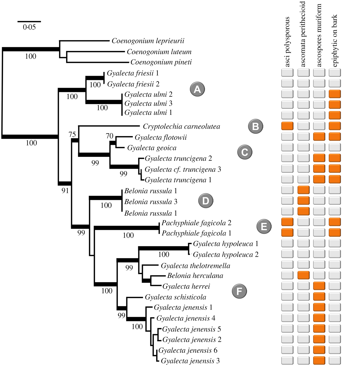 Gone with the wind: sequencing its type species supports inclusion of ...