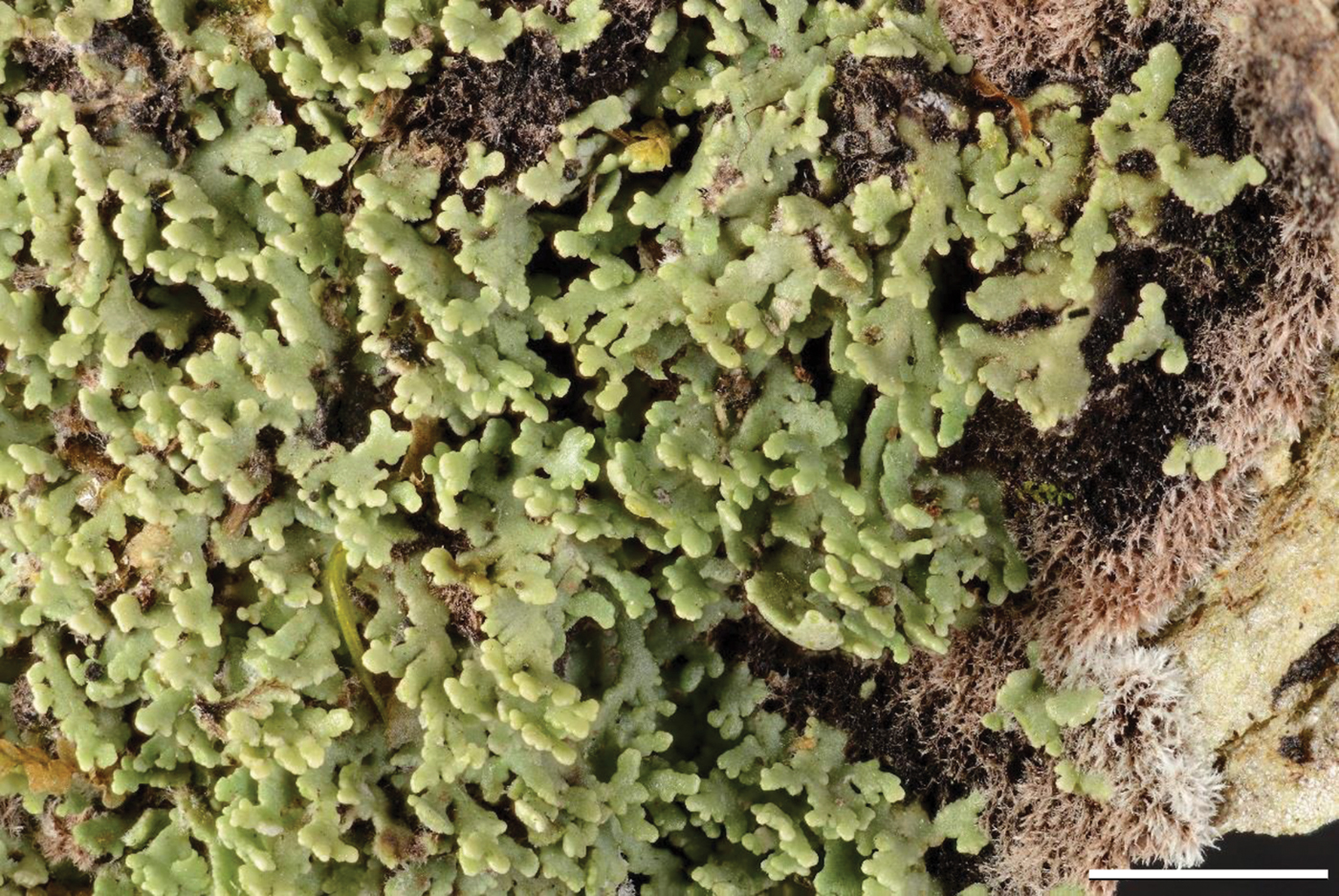 Towards an integrative taxonomy of Phyllopsora (Ramalinaceae) | The ...