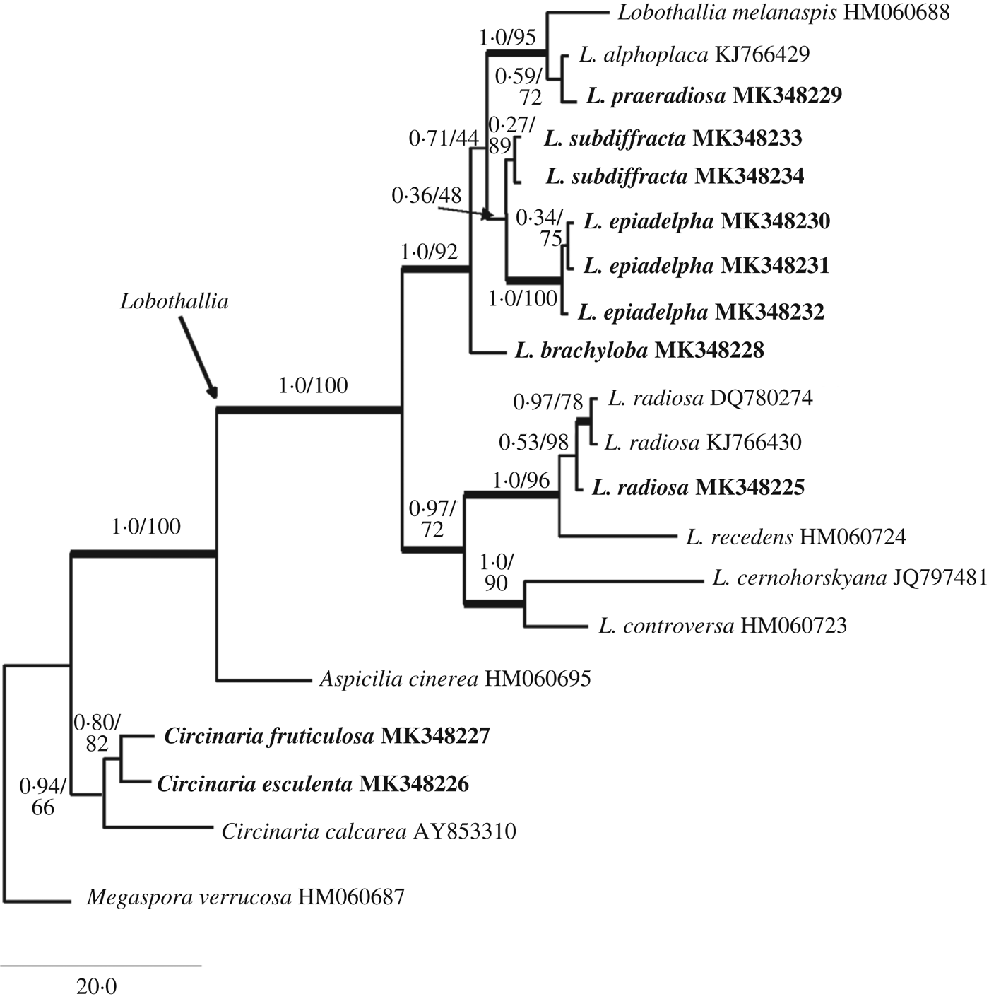 Three new species, new combinations and a key to known species of ...