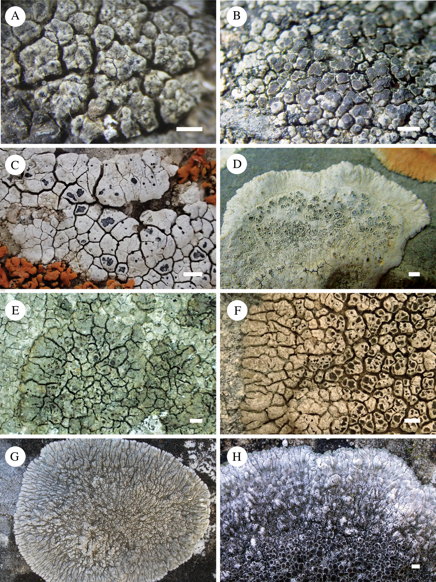 Three new species, new combinations and a key to known species of ...