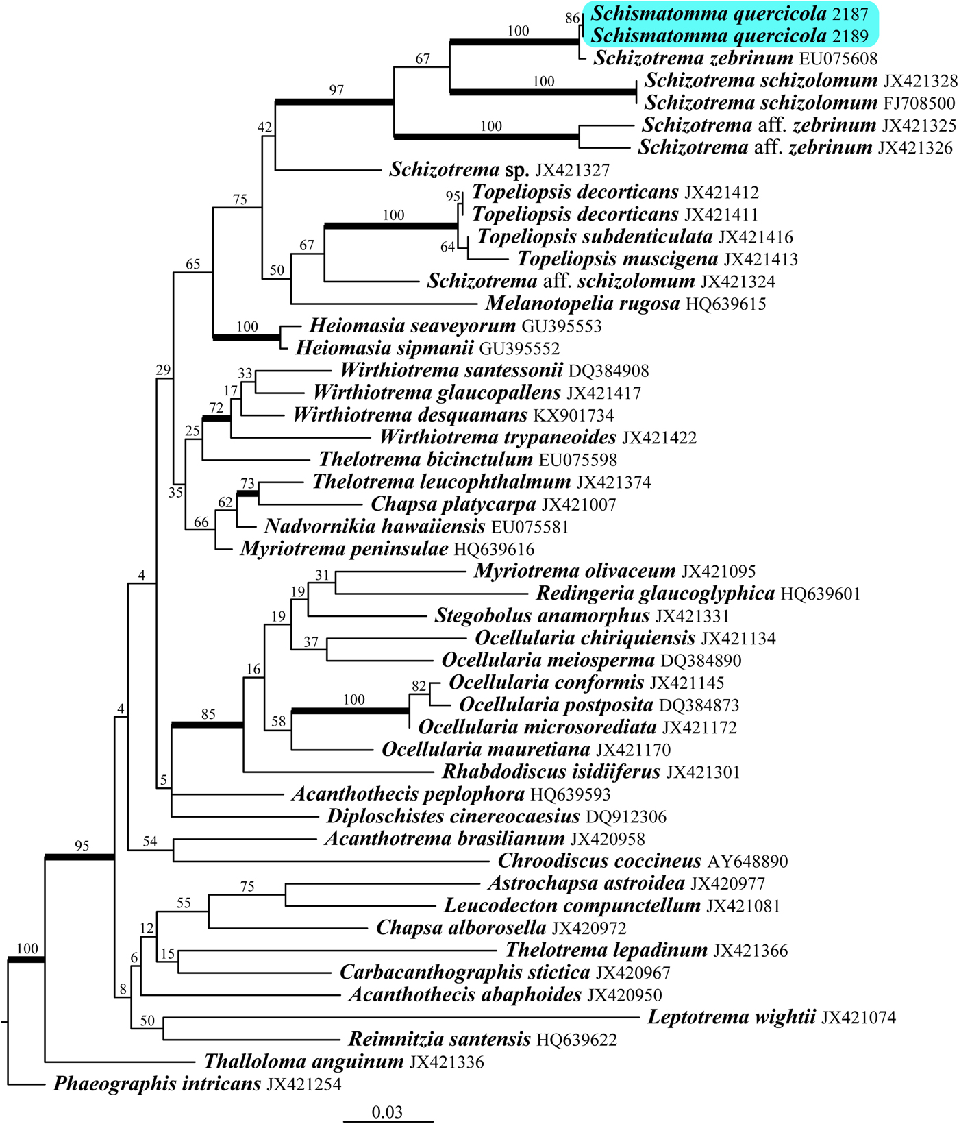 Opegrapha multipuncta and Schismatomma quercicola (Arthoniomycetes ...