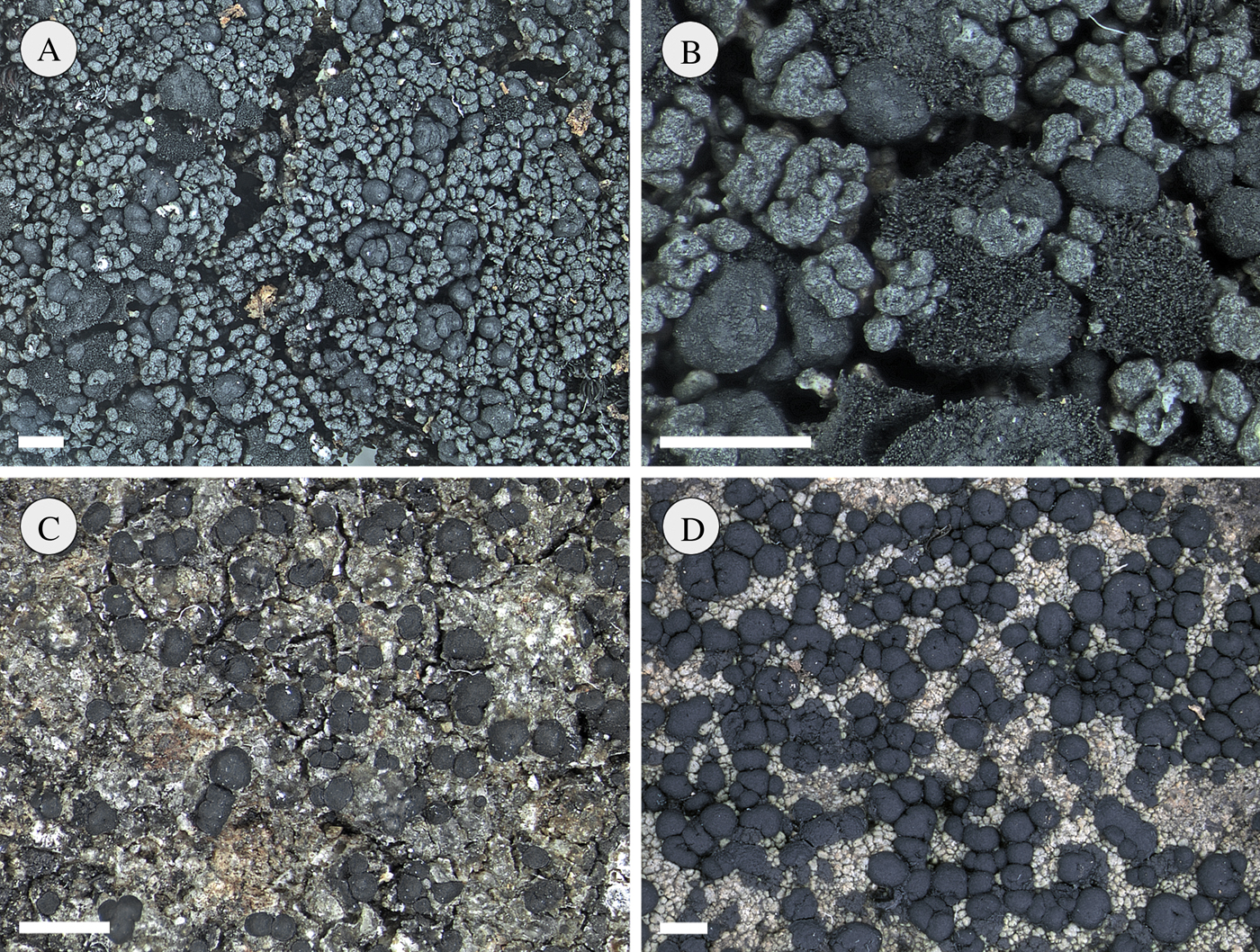 Studies on Micarea in Australasia II. A synopsis of the genus in ...