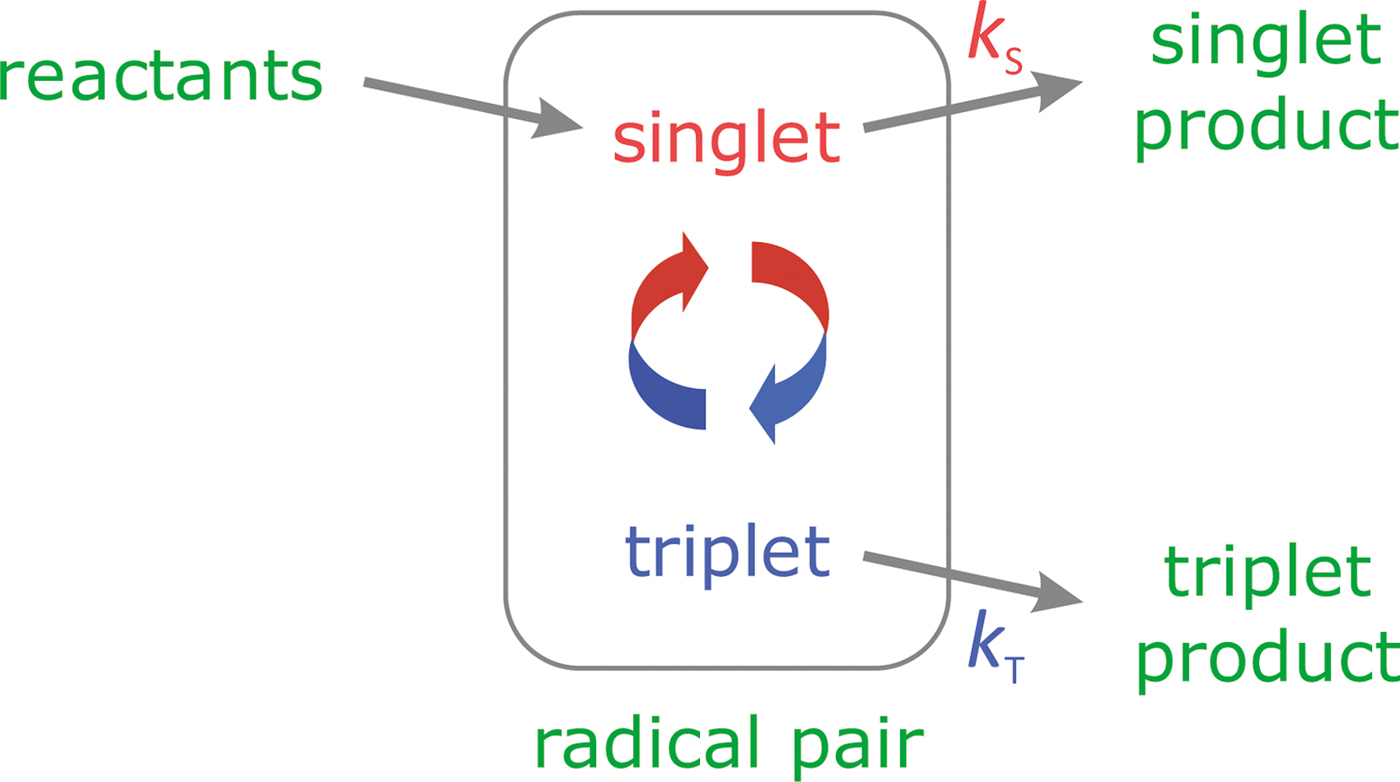 Navigating at night: fundamental limits on the sensitivity of radical ...
