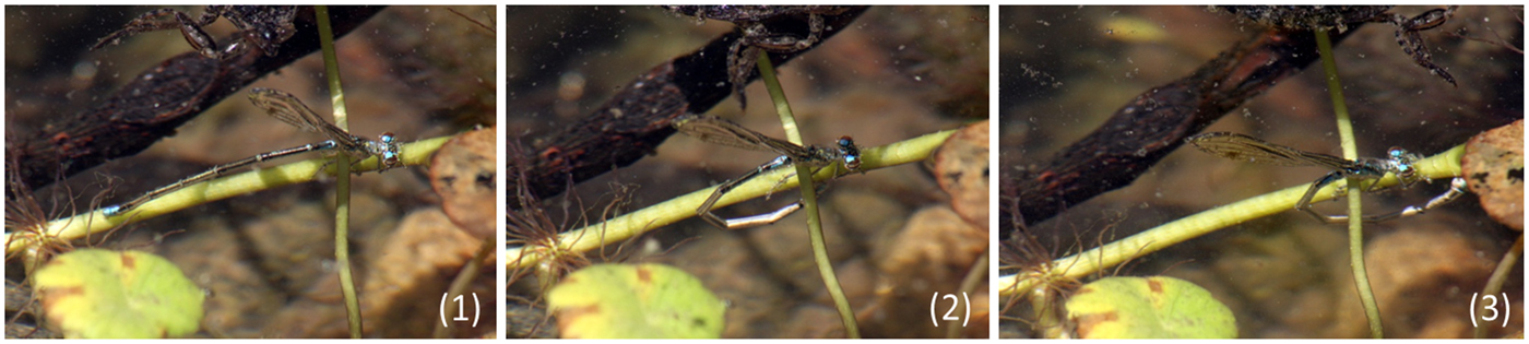 Geometric morphometrics to interpret the endophytic egg-laying behavior ...