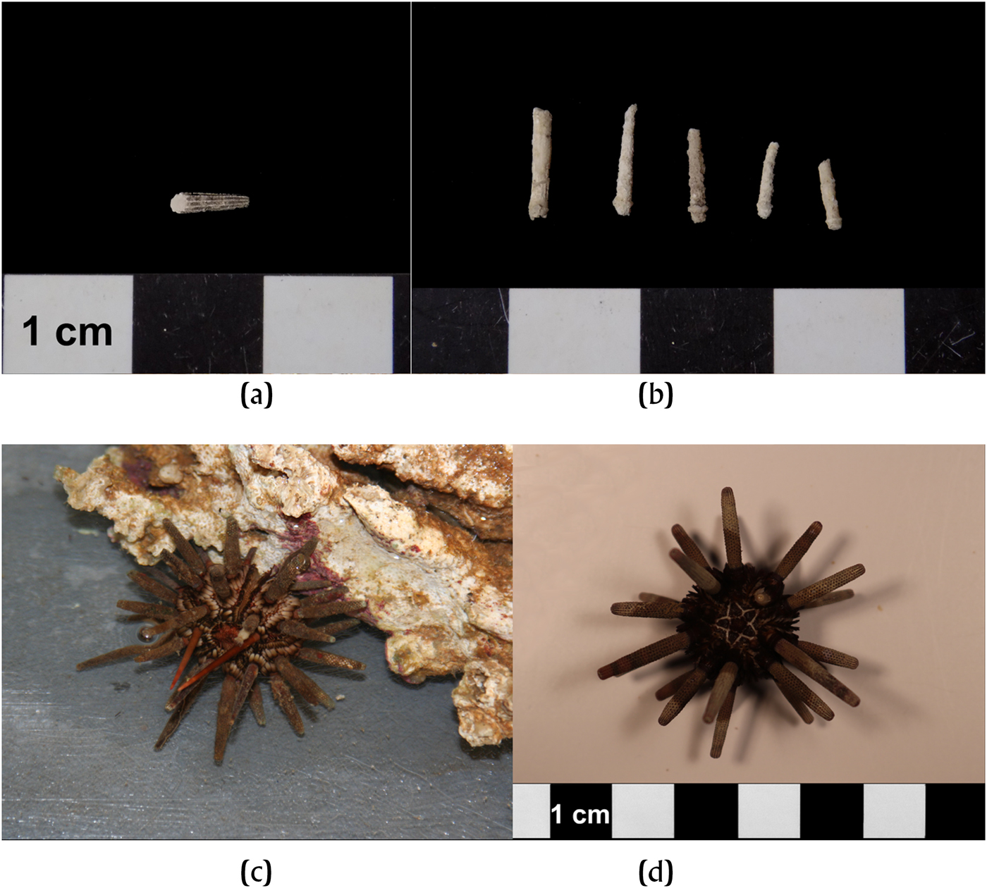 THE ANCIENT SHELL COLLECTORS: TWO MILLENNIA OF MARINE SHELL EXCHANGE AT ...