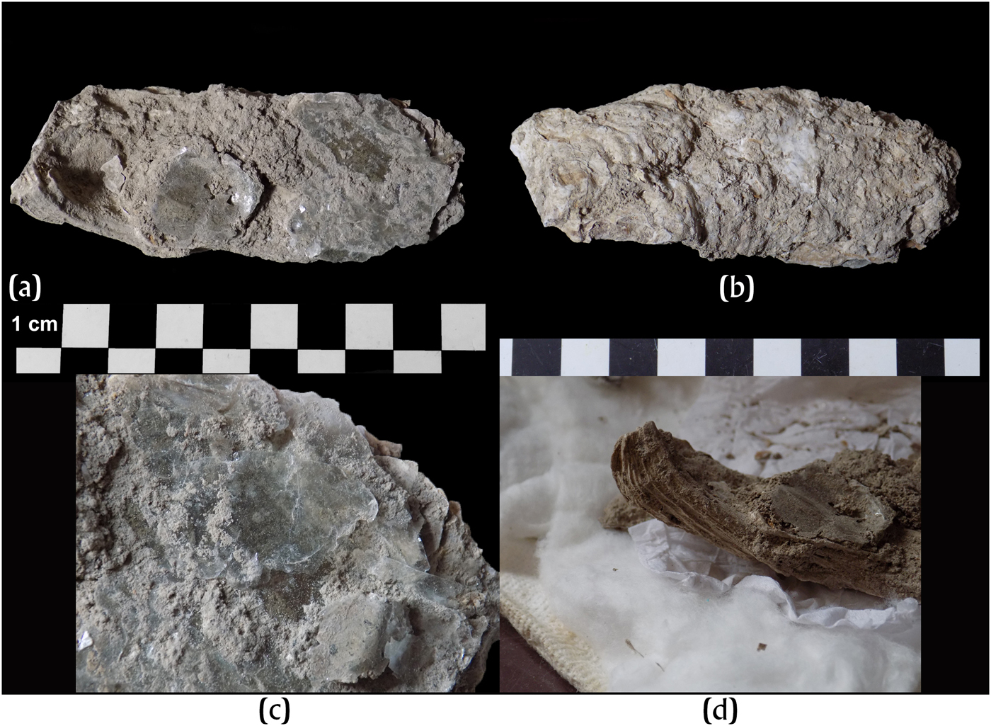 THE ANCIENT SHELL COLLECTORS: TWO MILLENNIA OF MARINE SHELL EXCHANGE AT ...
