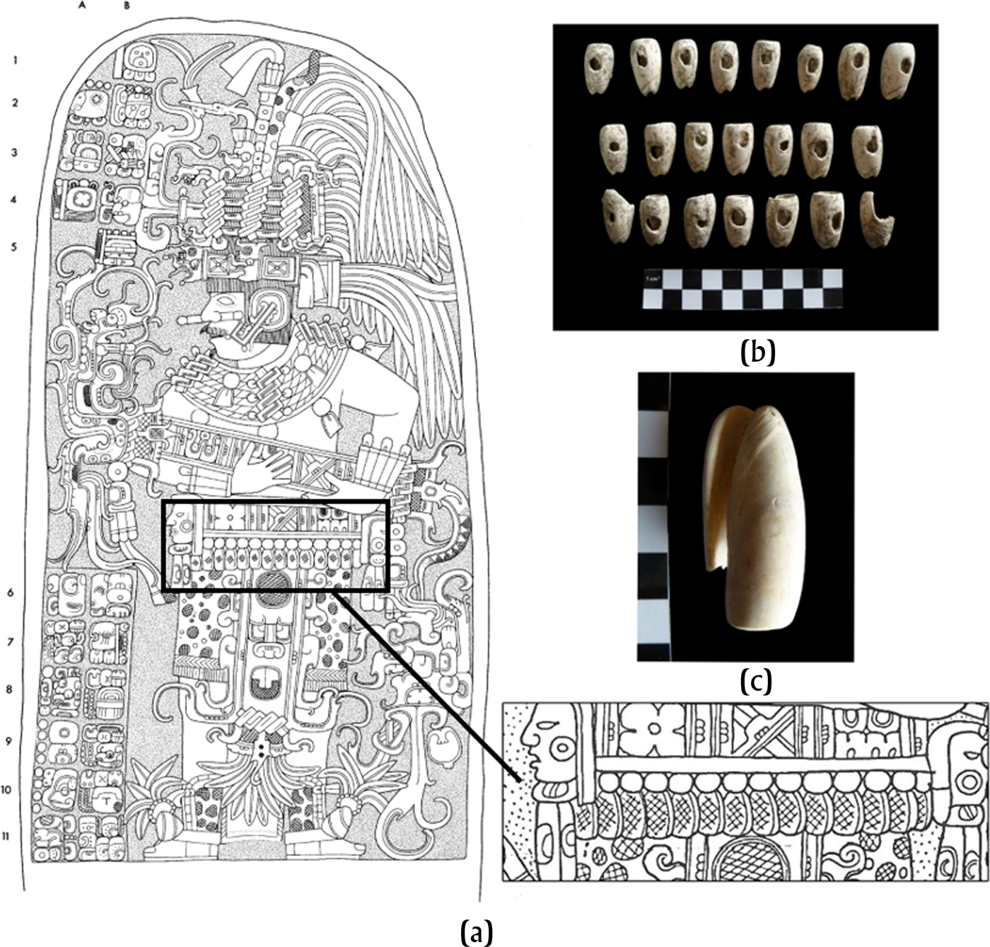 THE ANCIENT SHELL COLLECTORS: TWO MILLENNIA OF MARINE SHELL EXCHANGE AT ...