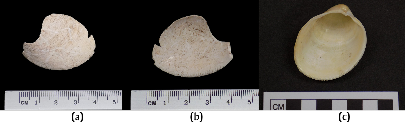 THE ANCIENT SHELL COLLECTORS: TWO MILLENNIA OF MARINE SHELL EXCHANGE AT ...