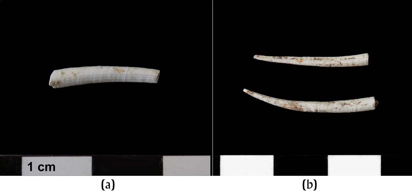 THE ANCIENT SHELL COLLECTORS: TWO MILLENNIA OF MARINE SHELL EXCHANGE AT ...