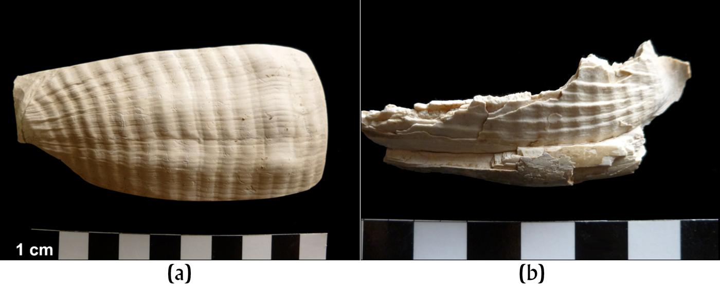 THE ANCIENT SHELL COLLECTORS: TWO MILLENNIA OF MARINE SHELL EXCHANGE AT ...