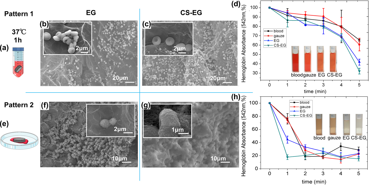 A novel and facile prepared wound dressing based on large expanded ...