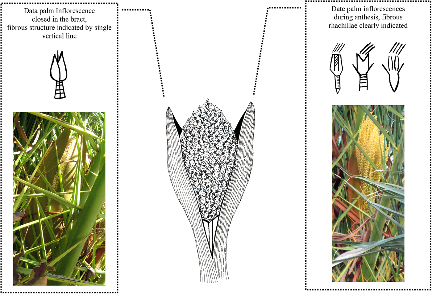 DATE PALM AND DATE PALM INFLORESCENCES IN THE LATE URUK PERIOD (C. 3300 ...