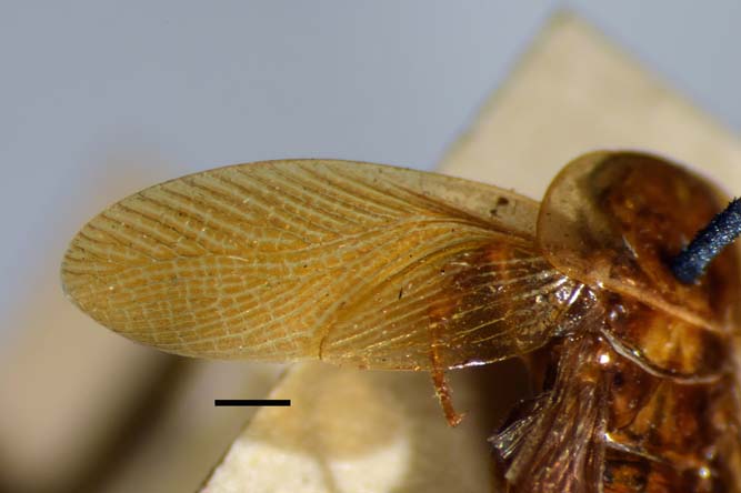 The Blattodea (cockroaches), Mantodea (praying mantises) and Dermaptera ...