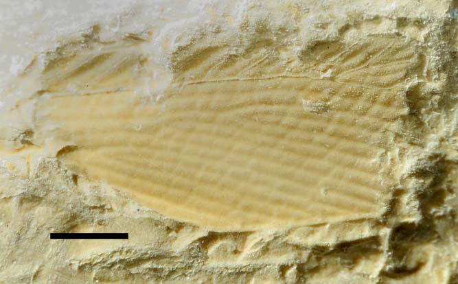 The Blattodea (cockroaches), Mantodea (praying mantises) and Dermaptera ...