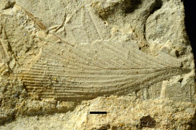 The Blattodea (cockroaches), Mantodea (praying mantises) and Dermaptera ...