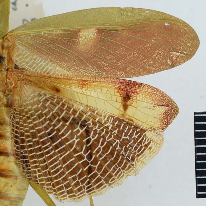 The Blattodea (cockroaches), Mantodea (praying mantises) and Dermaptera ...