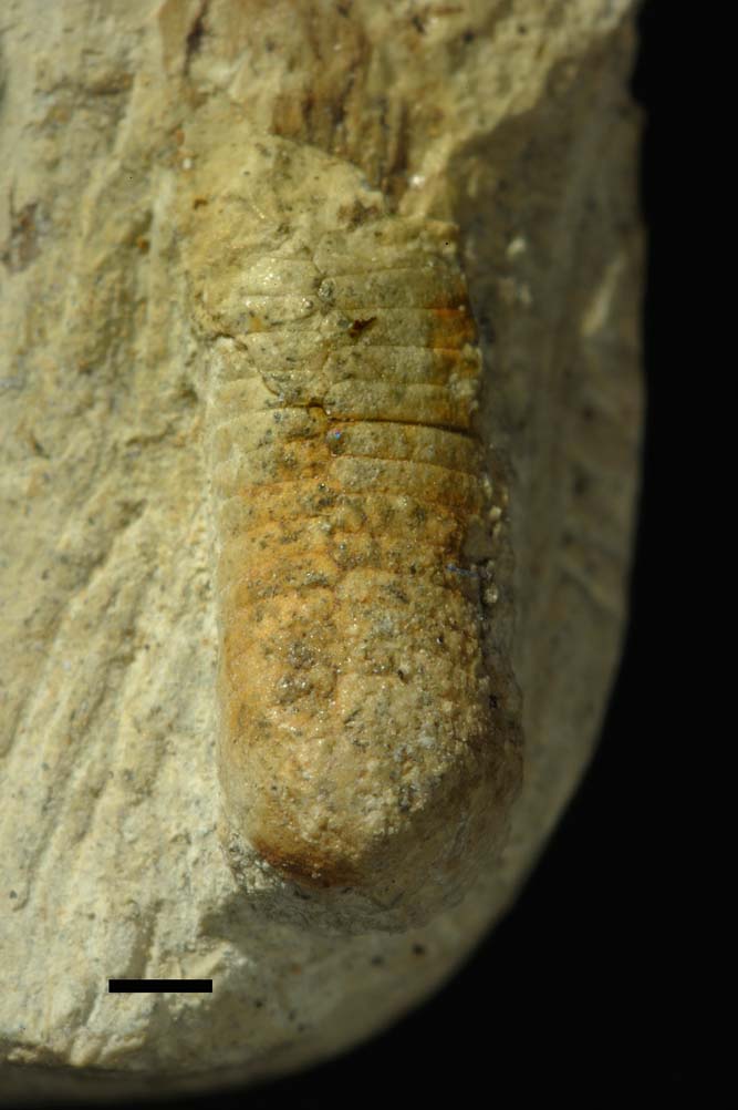 The Blattodea (cockroaches), Mantodea (praying mantises) and Dermaptera ...