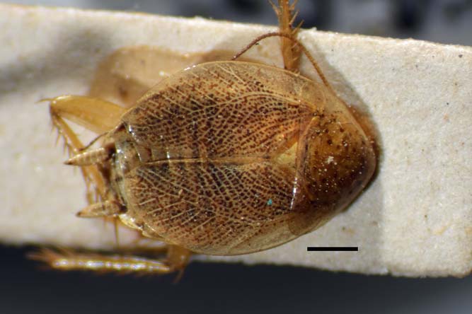 The Blattodea (cockroaches), Mantodea (praying mantises) and Dermaptera ...