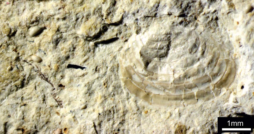 The Crustacea of the Insect Bed (latest Eocene) of the Isle of Wight ...