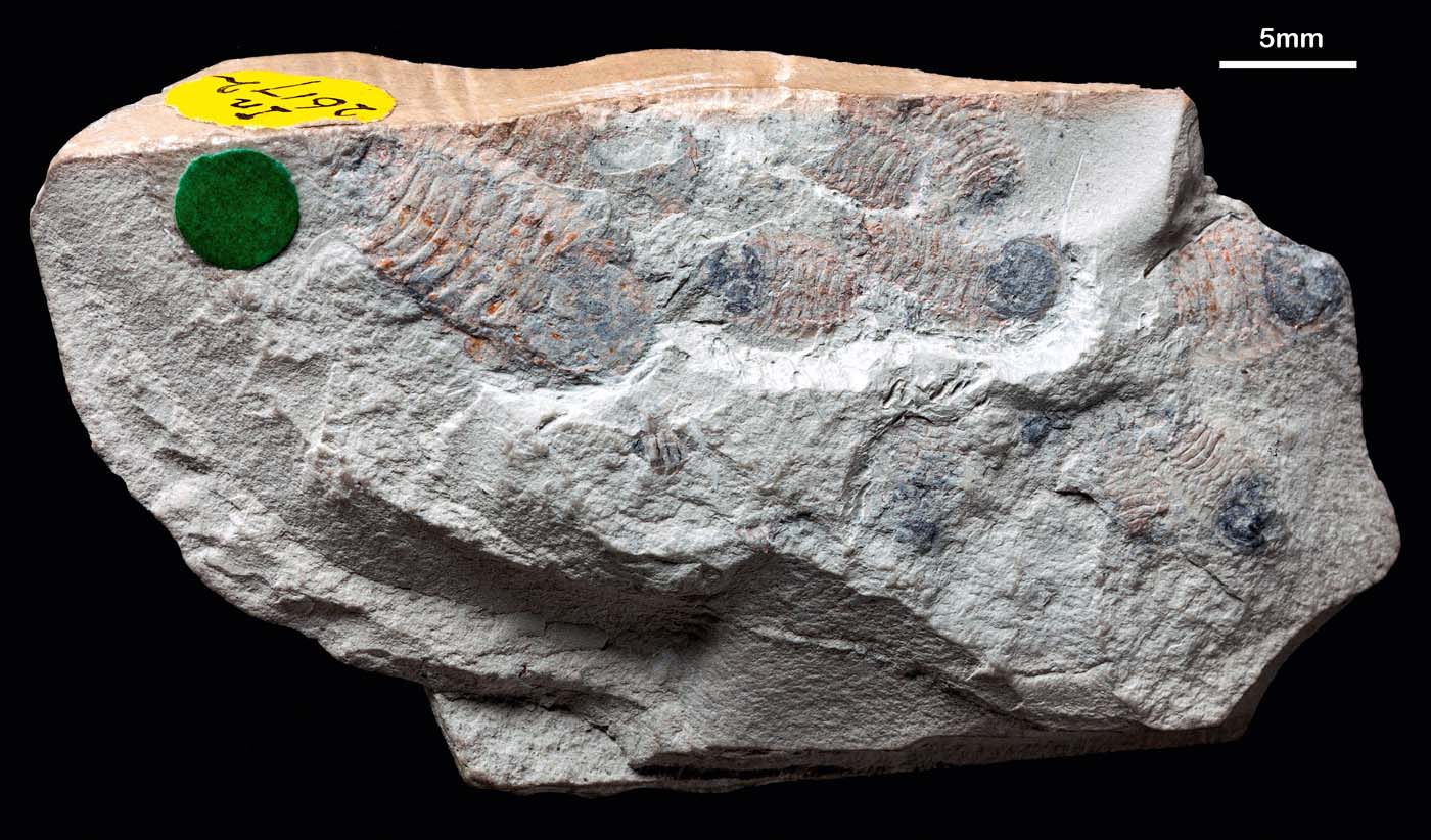 The Crustacea of the Insect Bed (latest Eocene) of the Isle of Wight ...