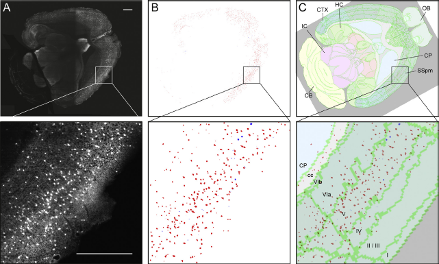 Data integration through brain atlasing: Human Brain Project tools and ...