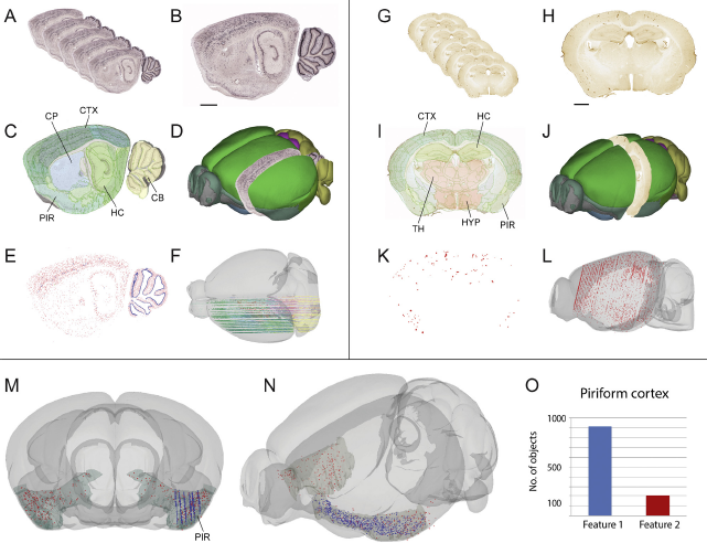 Data integration through brain atlasing: Human Brain Project tools and ...