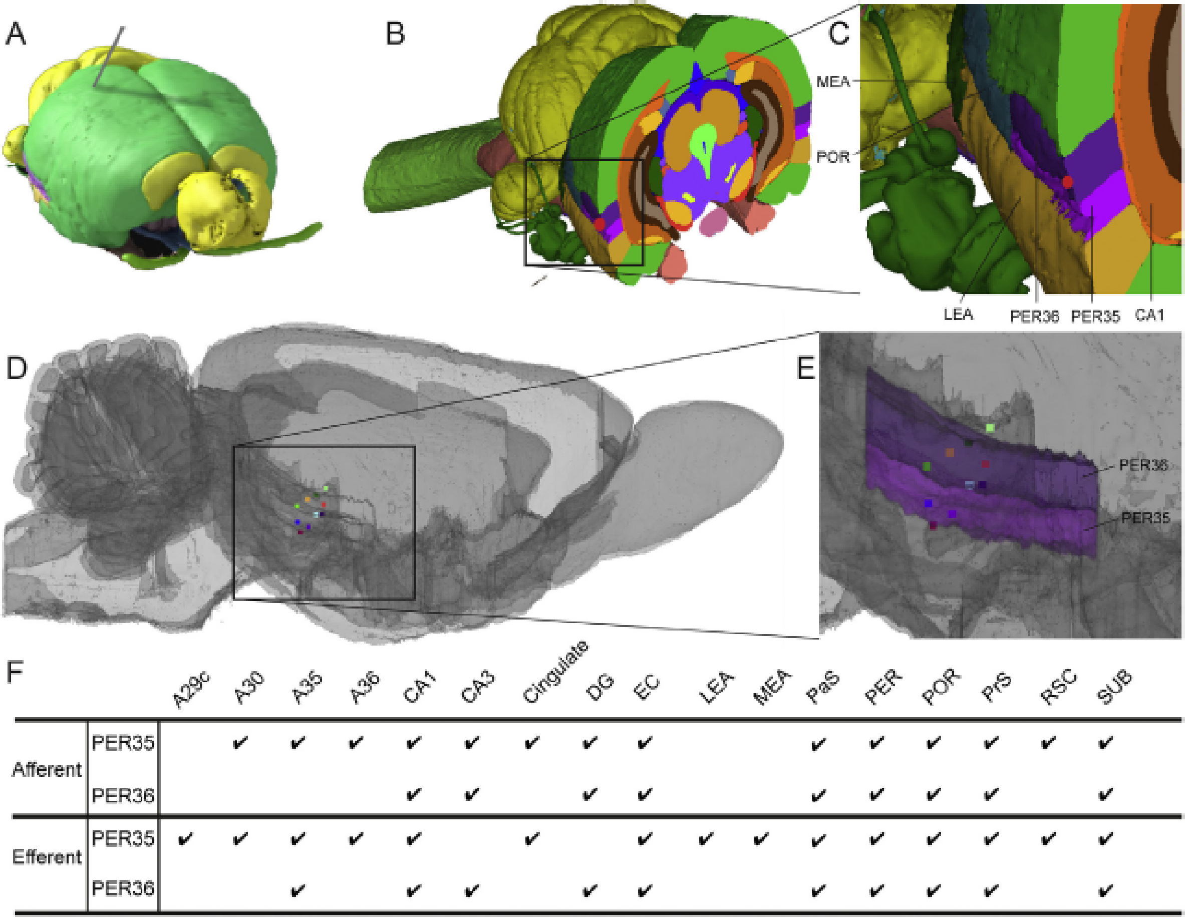 Data integration through brain atlasing: Human Brain Project tools and ...