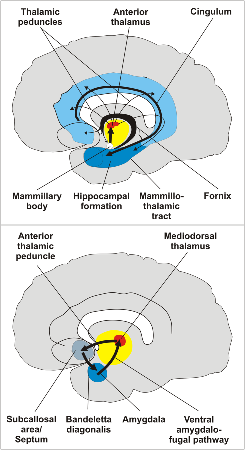 Episodic memory is emotionally laden memory, requiring amygdala ...