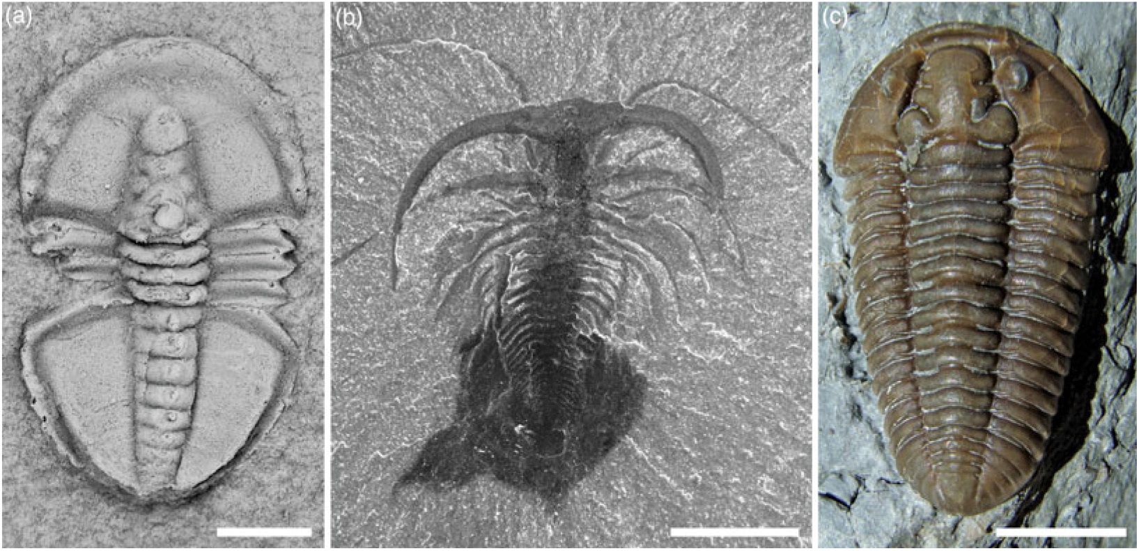 The trouble with trilobites: classification, phylogeny and the ...