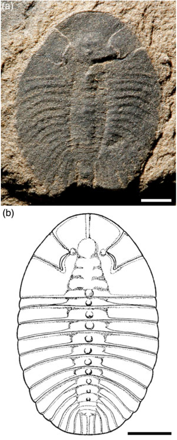 The trouble with trilobites: classification, phylogeny and the ...