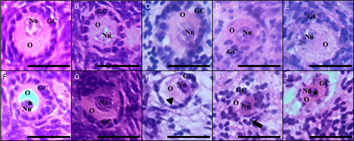 Culture of goat preantral follicles in situ associated with mesenchymal ...
