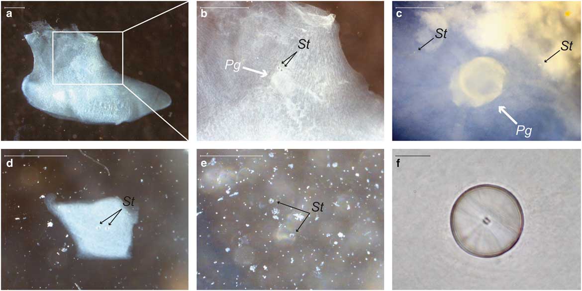 Morphology and Ontogeny of Statoliths in the Grooved Carpet Shell ...