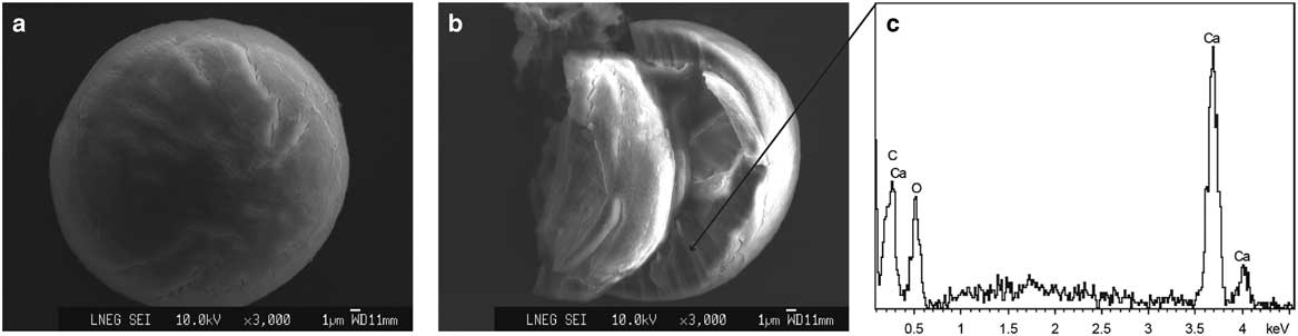 Morphology and Ontogeny of Statoliths in the Grooved Carpet Shell ...