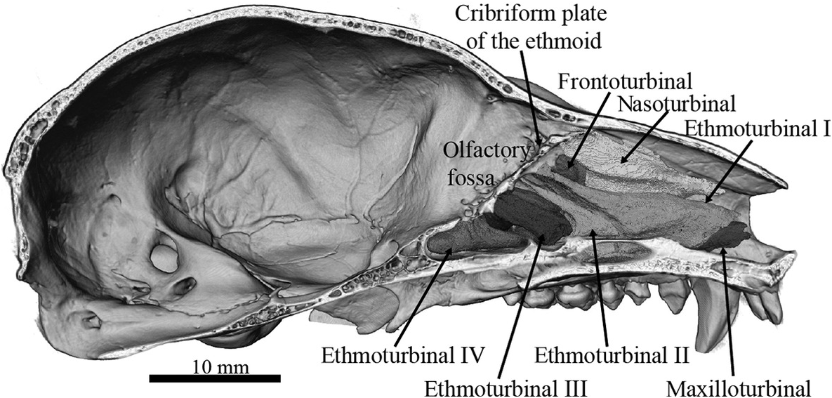 Cribriform Plate Olfactory