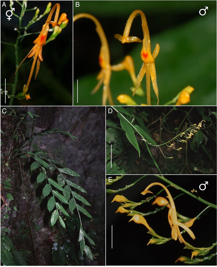 A TAXONOMIC REVISION OF GLOBBA SECT. NUDAE SUBSECT. MEDIOCALCARATAE ...