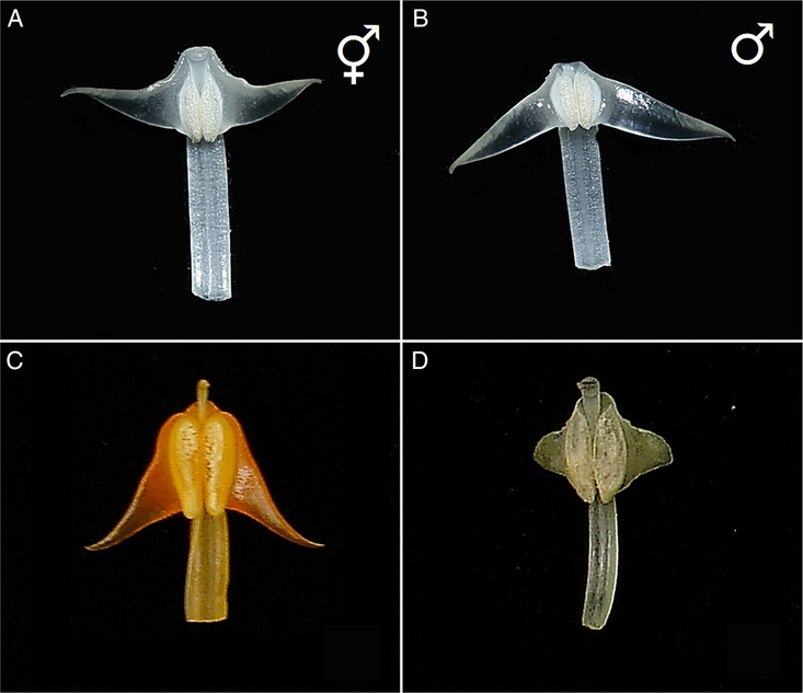 A TAXONOMIC REVISION OF GLOBBA SECT. NUDAE SUBSECT. MEDIOCALCARATAE ...