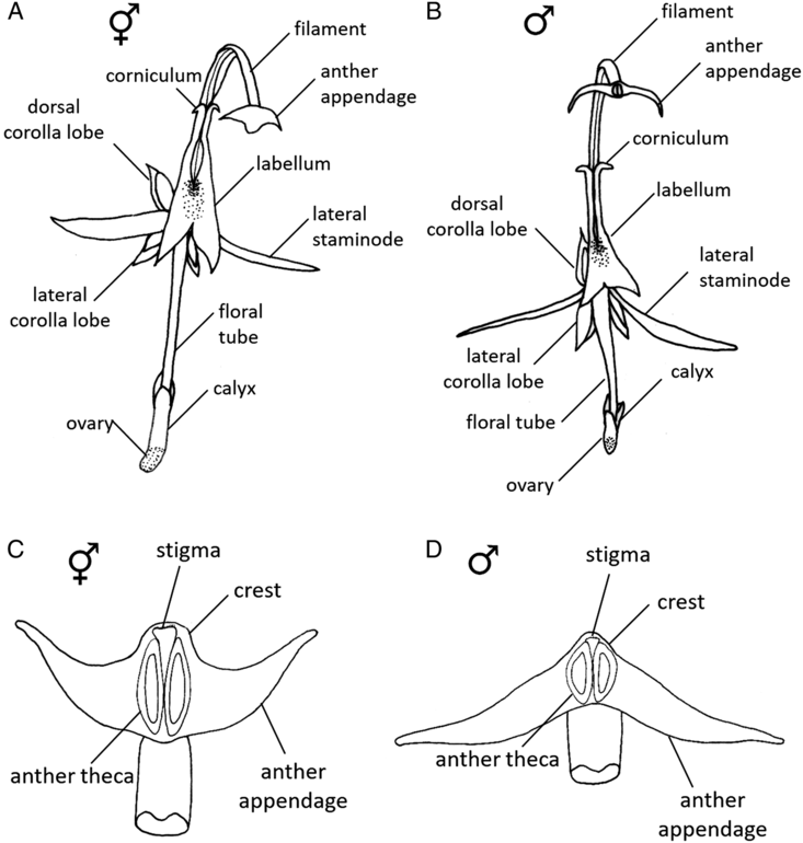 A TAXONOMIC REVISION OF GLOBBA SECT. NUDAE SUBSECT. MEDIOCALCARATAE ...