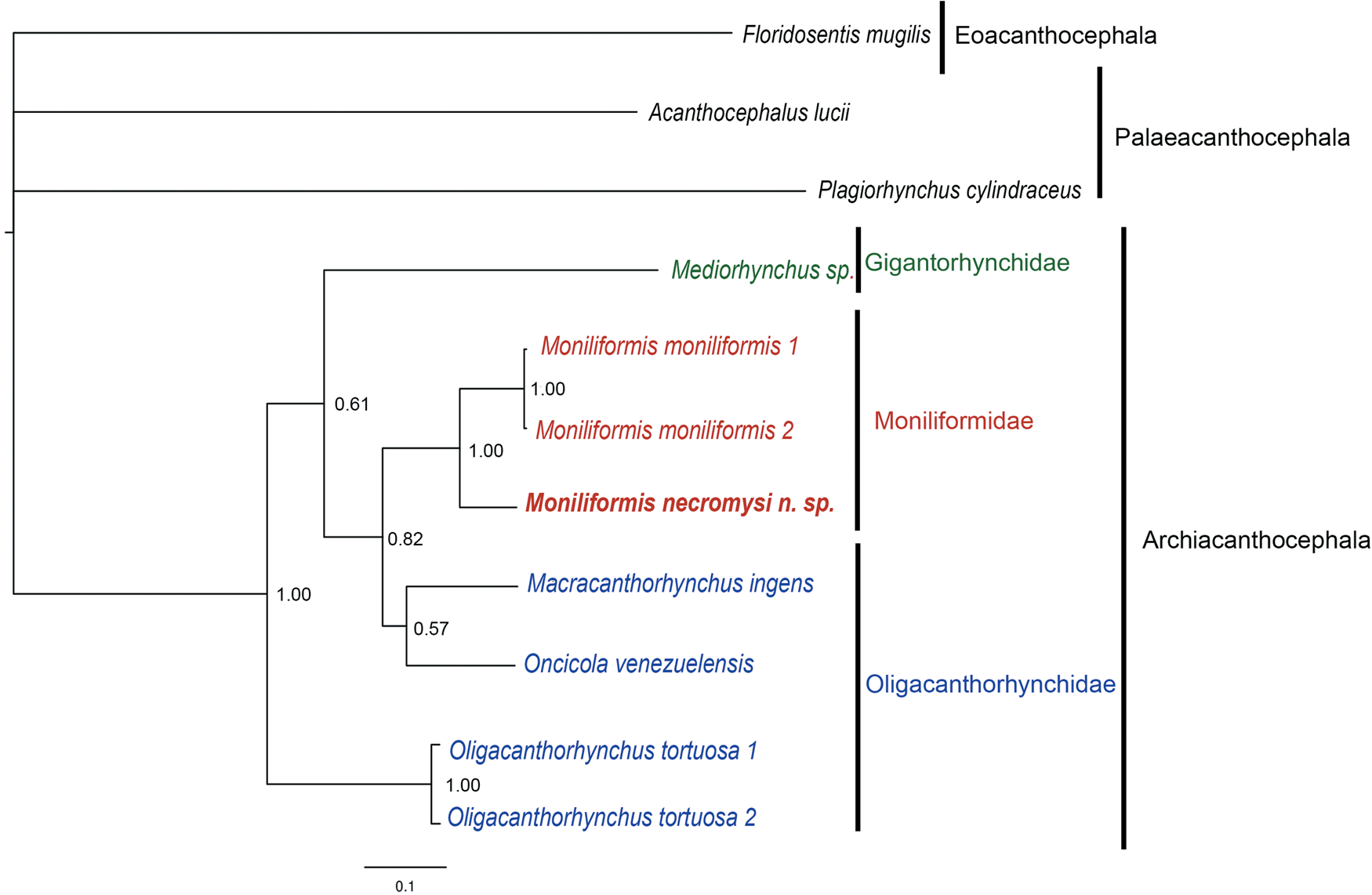 Morphological and genetic description of Moniliformis necromysi sp. n ...