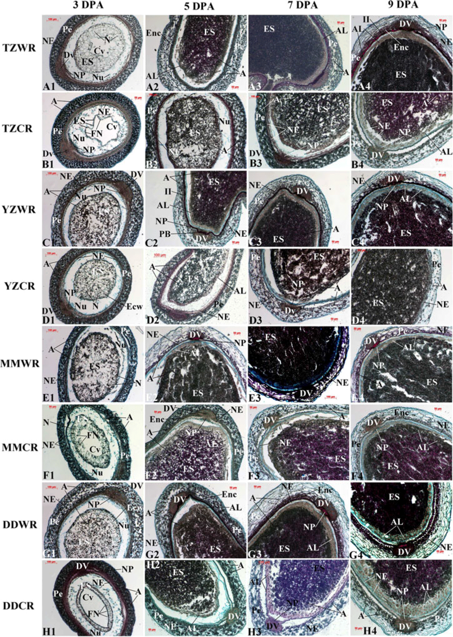 Rapid endosperm development promotes early maturity in weedy rice ...